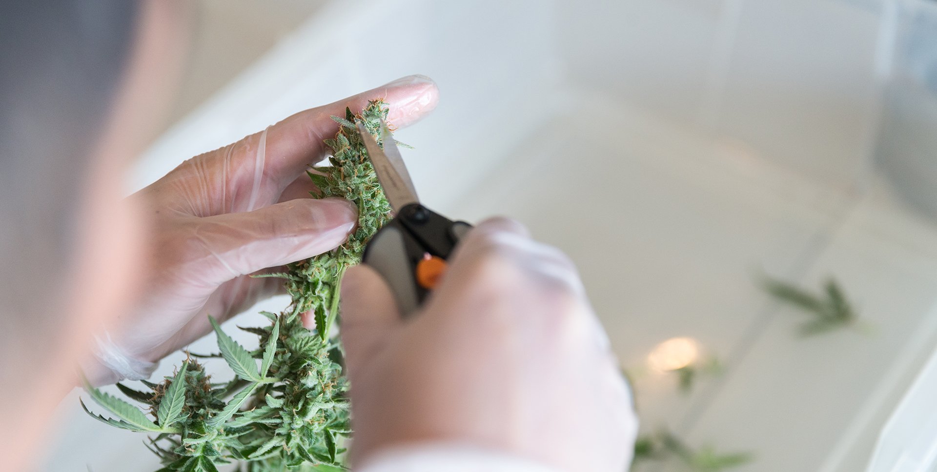 The True Cost of Hand-Trimming: A Case Study - Mobius Trimmer