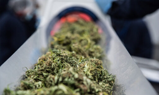 Infeed Conveyor | Mobius Trimmer