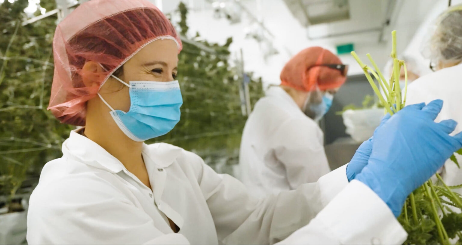 Automated Cannabis Processing Equipment | Mobius