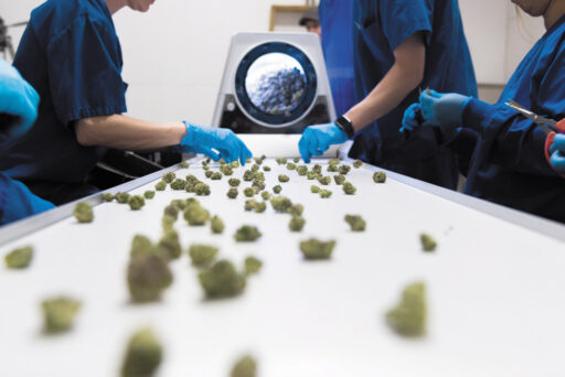 Outfeed Conveyor | Mobius Trimmer