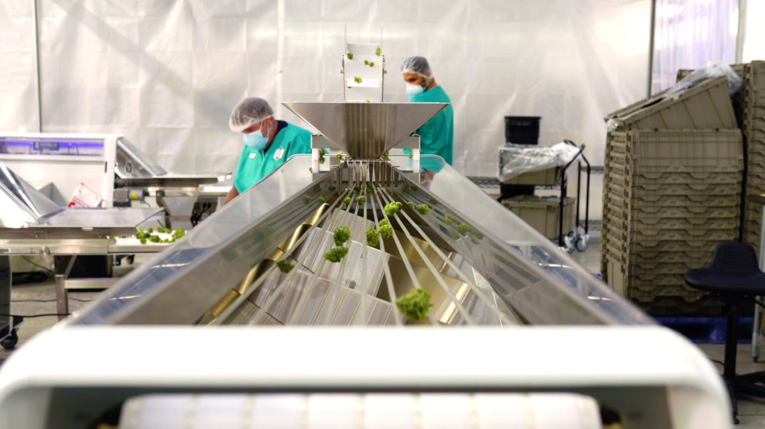 Cannabis Sorter: Optimize Your Harvest | Mobius