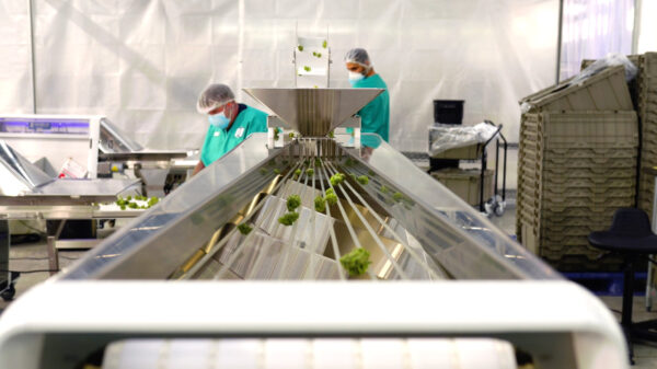 The Rise of Automated Cannabis Processing | Mobius