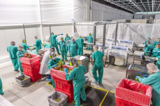 Cannabis Extraction Equipment - Expert Guide | Mobius