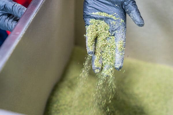 The Rise of Automated Cannabis Processing | Mobius