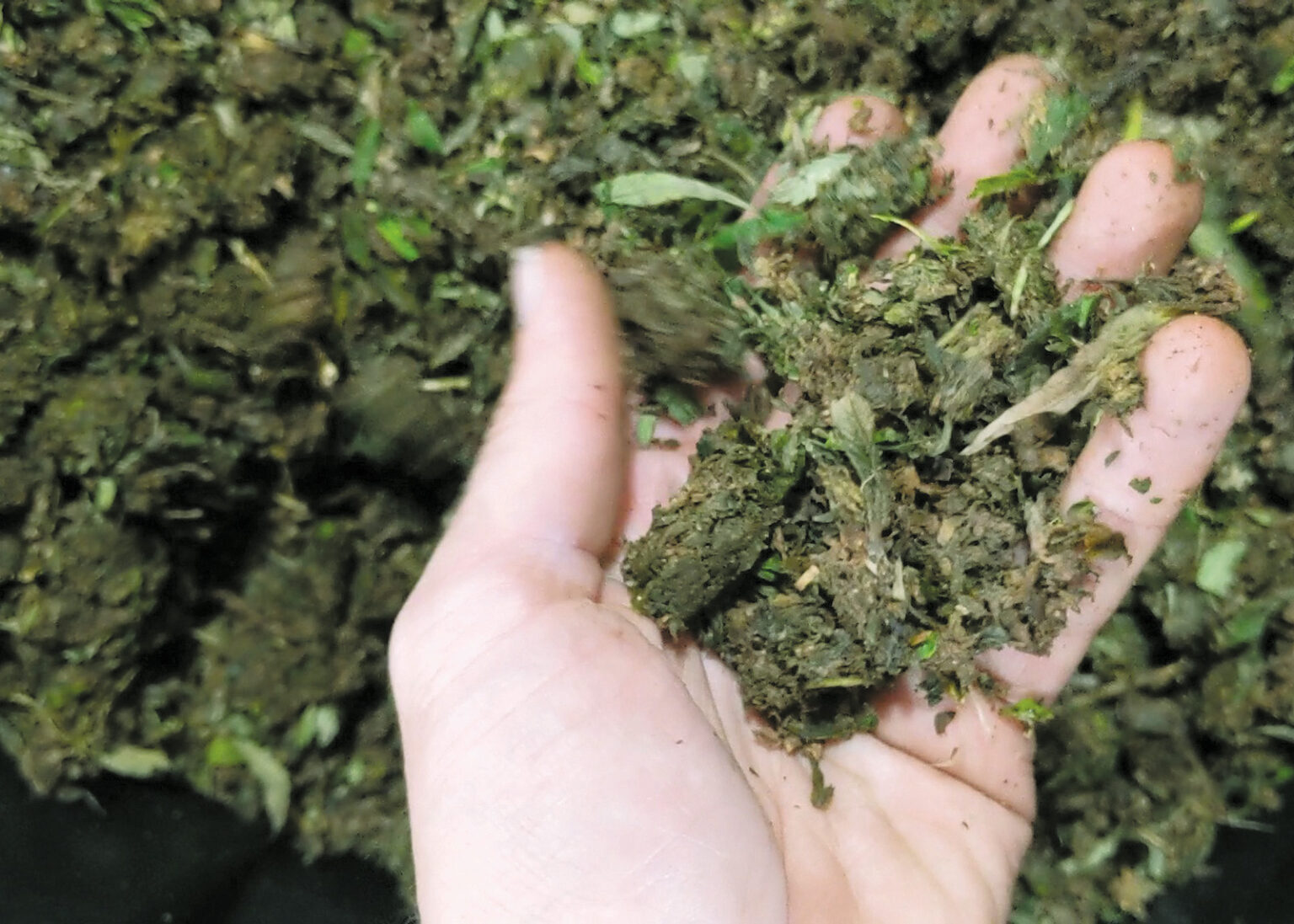 Commercial Cannabis Waste Disposal Guide| Mobius