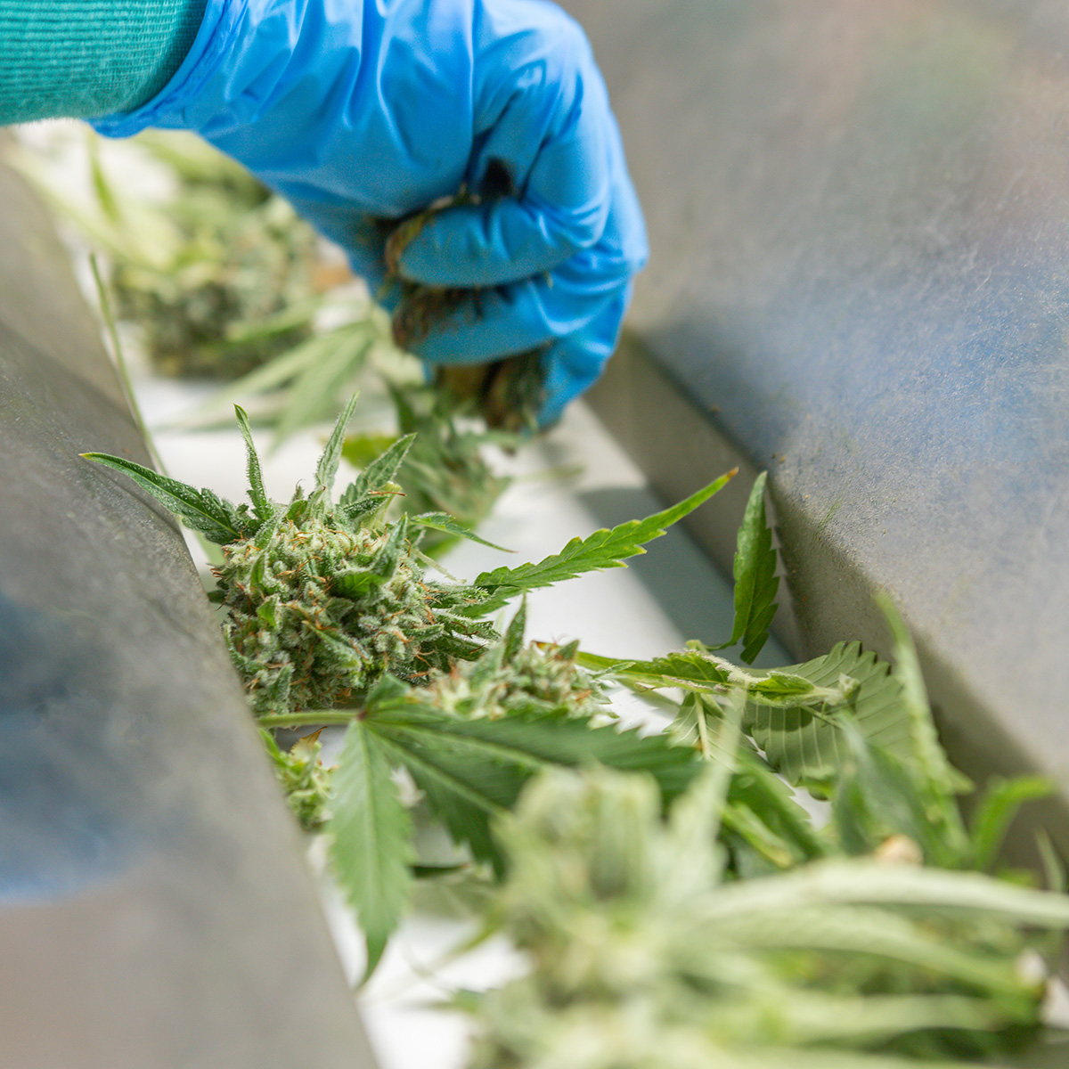 Cannabis Cultivation Facility Design - Mobius Trimmer