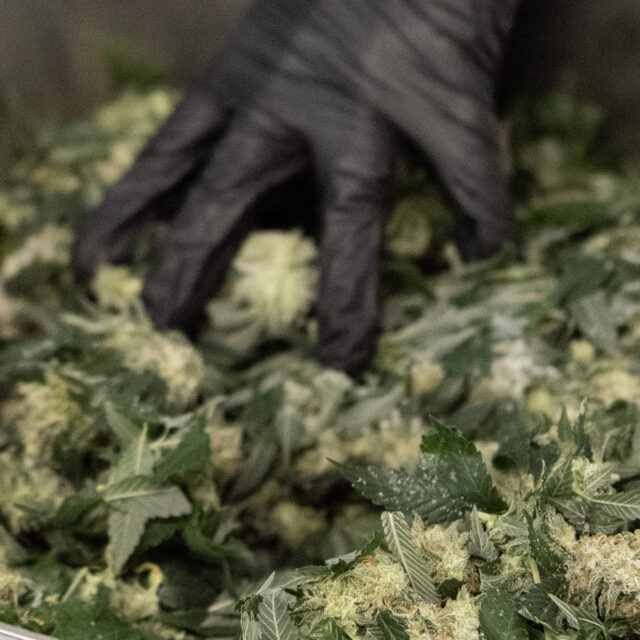 The Best Temperature for Milling Cannabis & Why It Matters